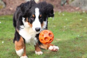 From Scratch to Javascript: WoofJS – 30 STEM Links a Week