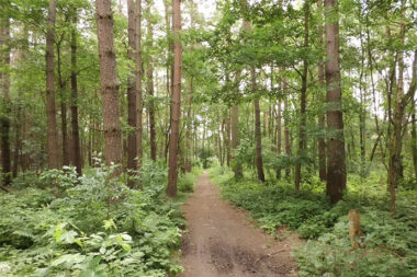 beanz Magazine – A Kid's STEM/STEAM Magazine